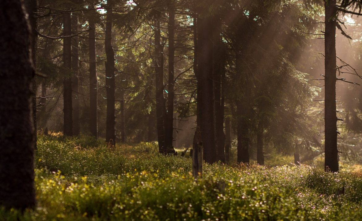 Nature Can Cure Overthinking, According to Science