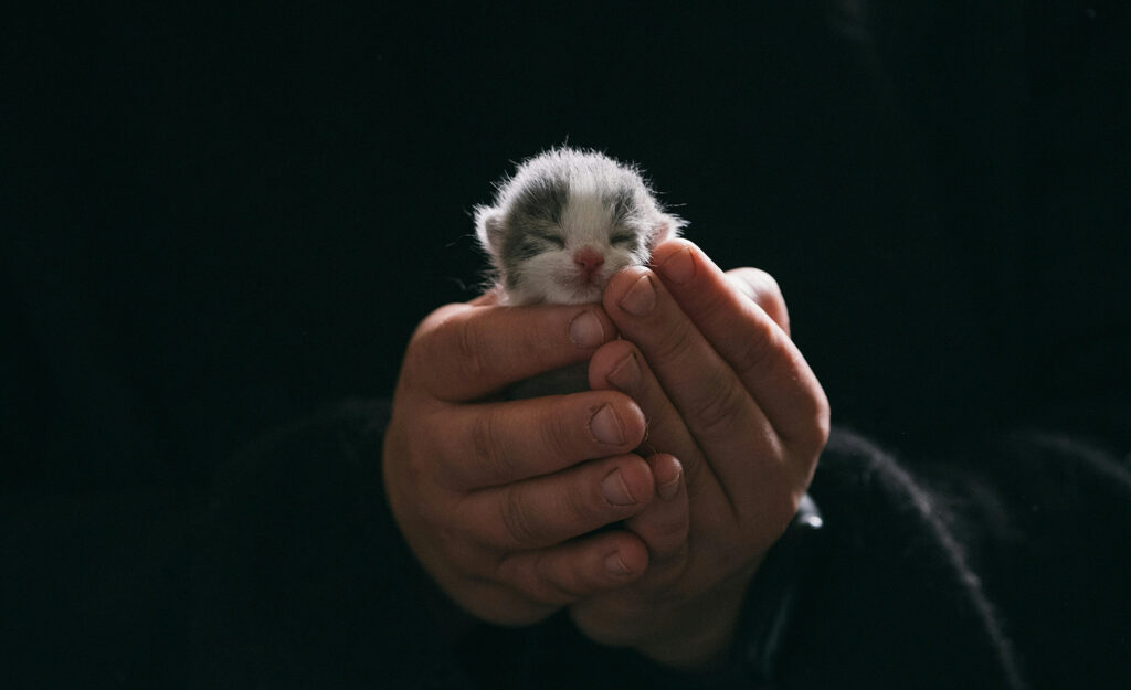 Why Animals Love Introverts (and the Feeling Is Mutual)